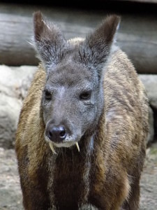 Kabar pižmový v ústecké zoo – ZOO Magazín