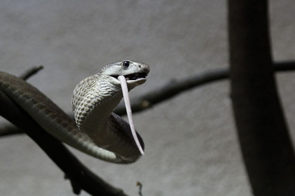 Zoo Dvůr Králové chová mambu černou! – ZOO Magazín