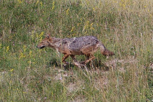 V Česku bylo poprvé prokázáno rozmnožování šakala – ZOO Magazín