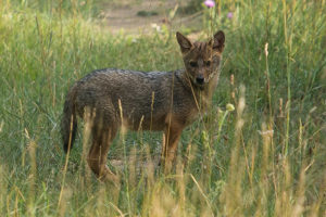 šakal obecný Archivy – ZOO Magazín