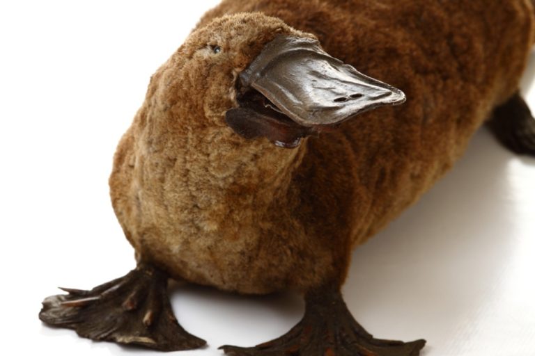 Geny ptakopyska mohou pomoci pochopit lidskou evoluci – ZOO Magazín
