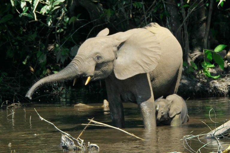 Čím se liší africký slon od indického? – ZOO Magazín