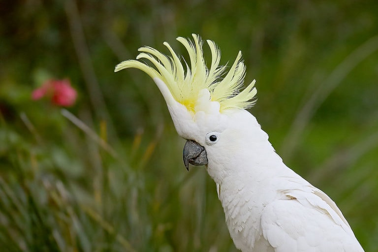 Papoušci kakadu v Austrálii se navzájem učí, jak vyrabovat popelnice ...