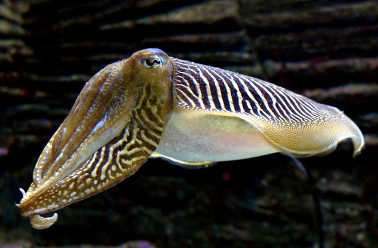 Sépie mají vzpomínky, které neblednou – ZOO Magazín